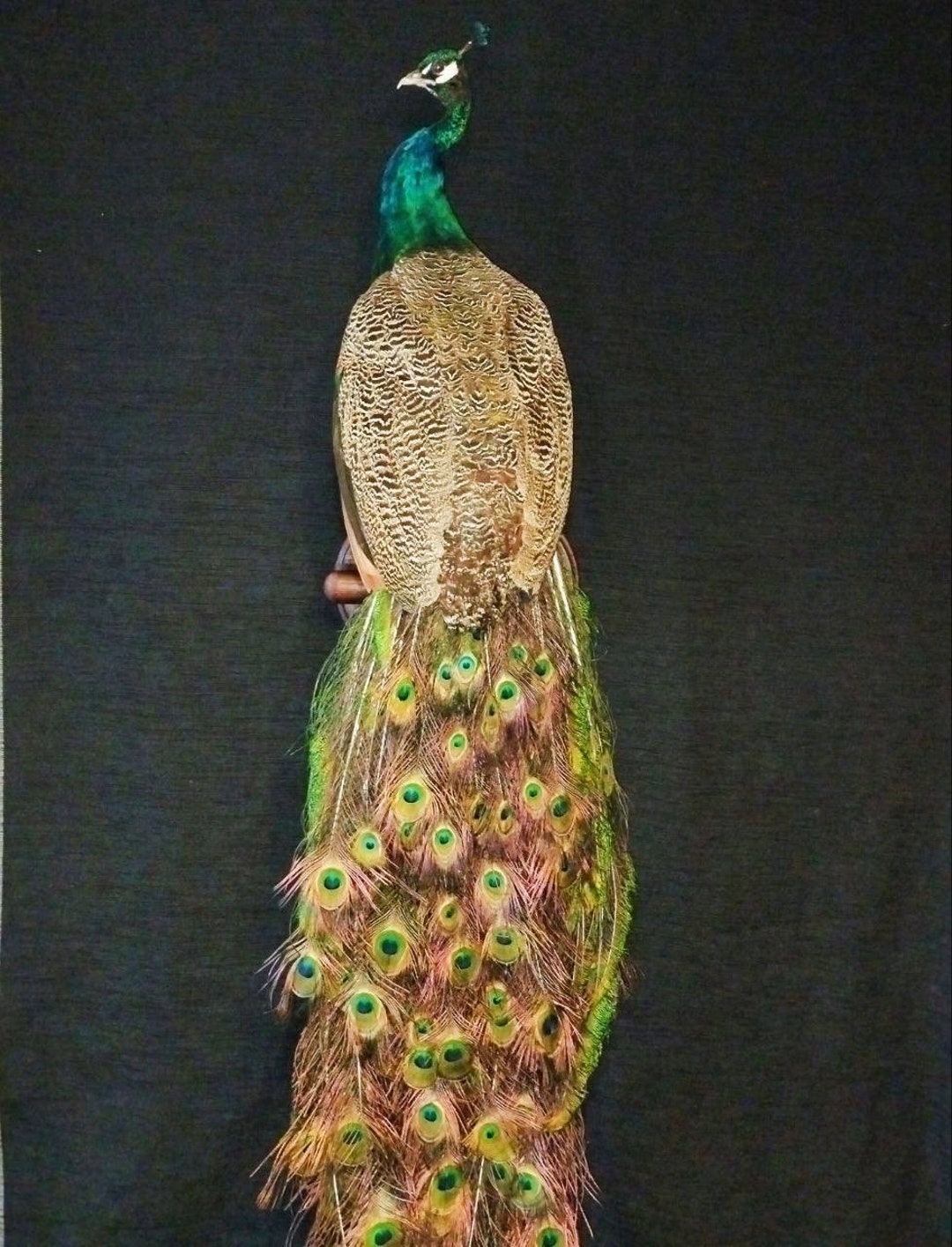 Blue Indy Indian Peacock (pavo Cristatus) Taxidermy Wall Mount. Stuffed ...