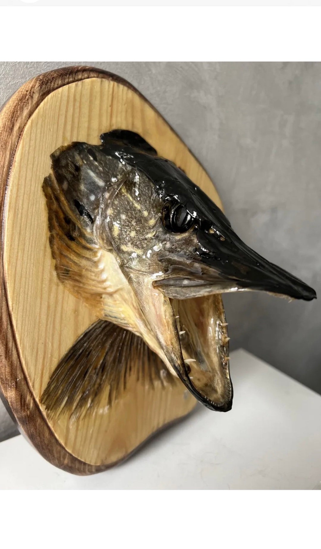Taxidermy Realistic Stuffed Pike Head on Medallion Home Decor - Etsy