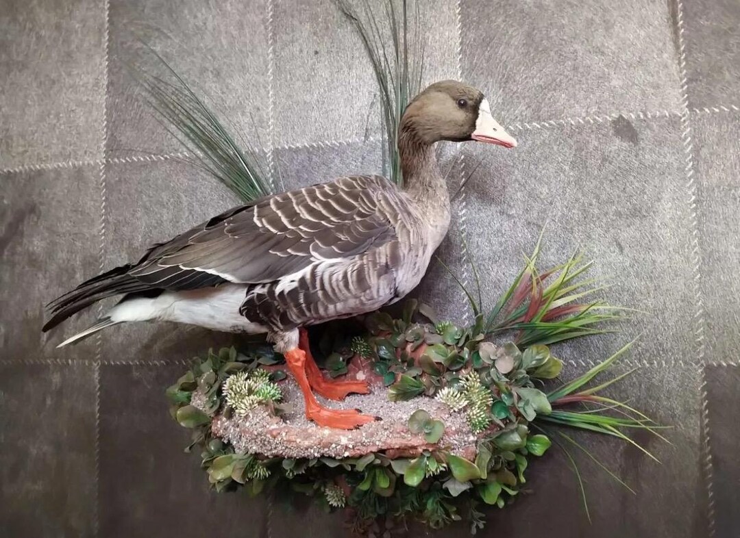 Taxidermy Goose. Stuffed Goose (anser Anser). Real Animal Size Bird ...