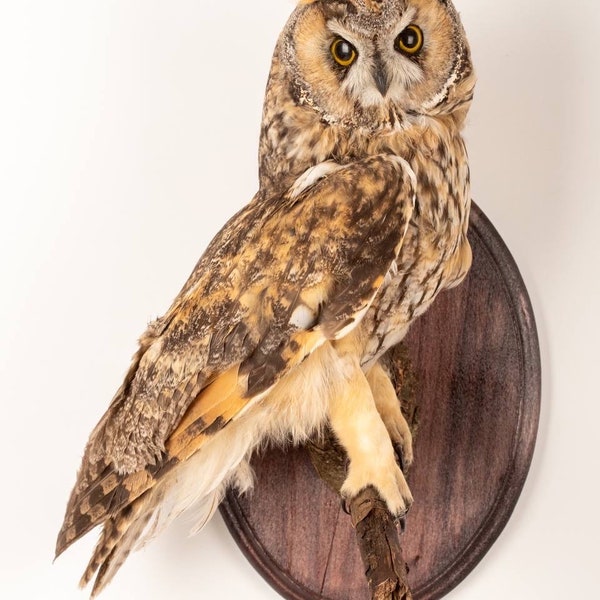 Taxidermy Owl - Etsy