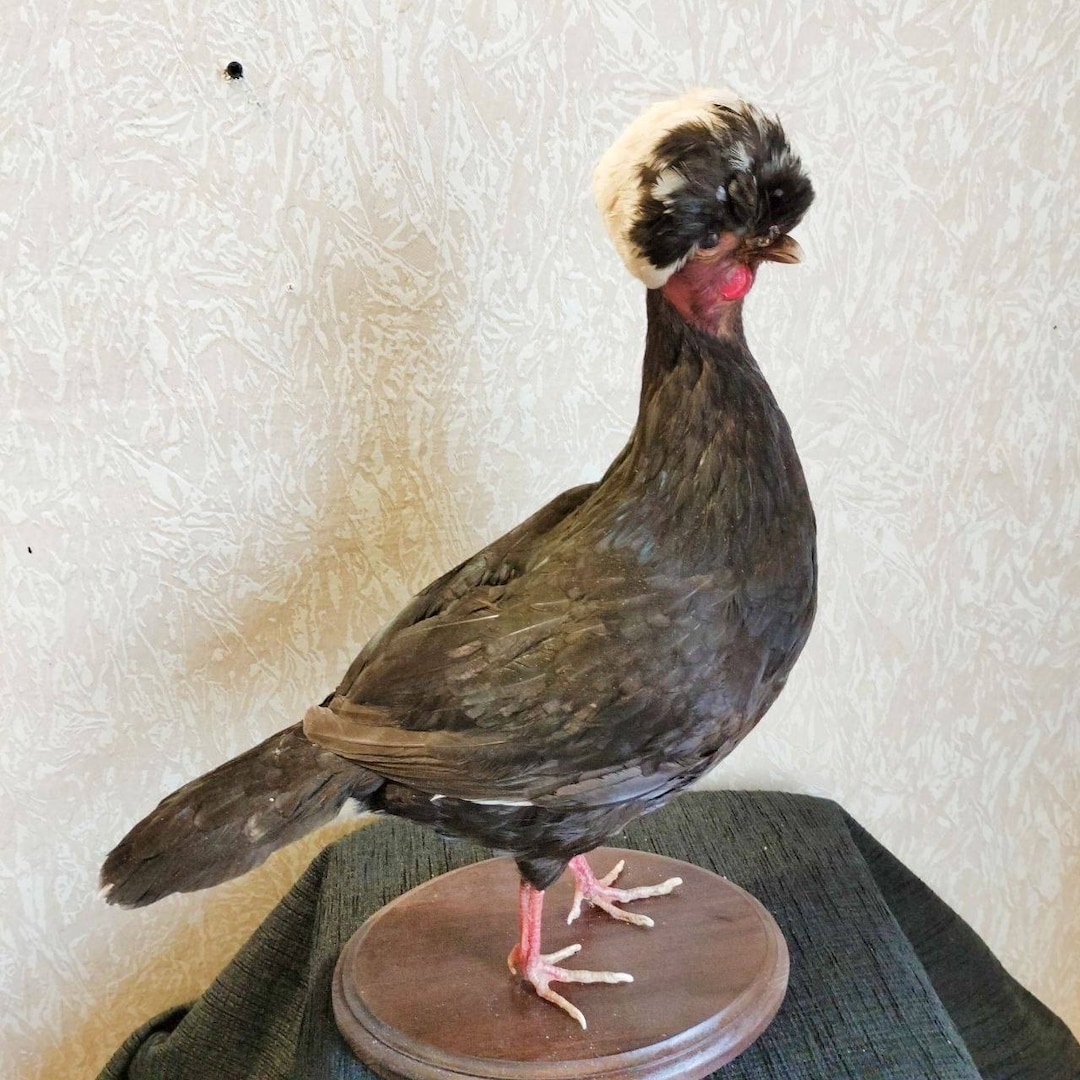 Hollands Kuifhoen Hen Rooster Chicken Taxidermy Stand Mount Home Decor ...
