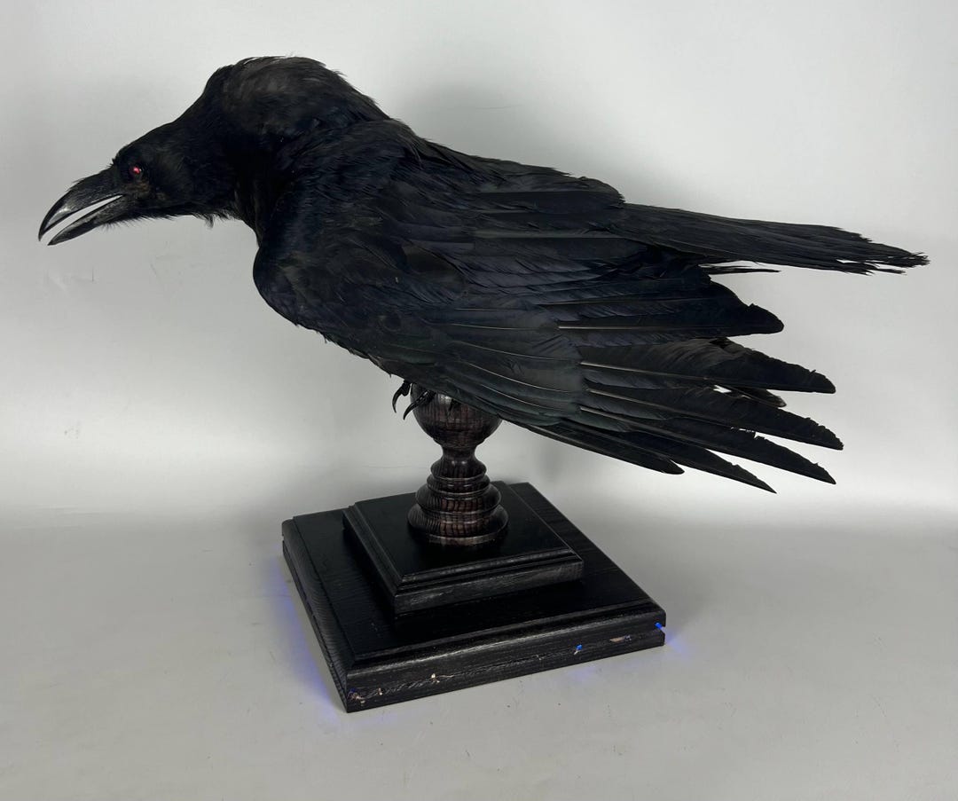 Raven Taxidermy Bird With Backlight in Eyes. Raven Red Eyes Real ...