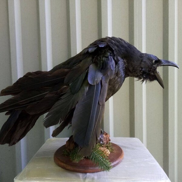 Stuffed Crow - Etsy