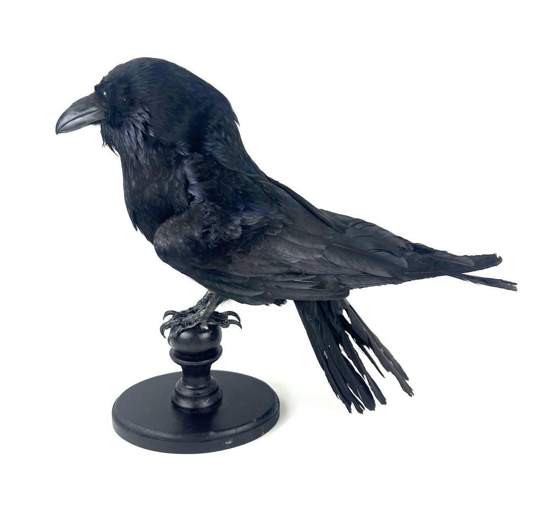 Raven Taxidermy Bird Real Stuffed Mount Animal Gothic Tattoo Driftwood ...