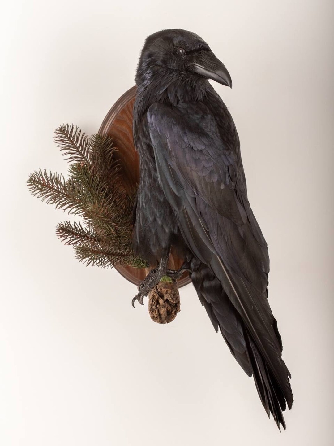 Raven Taxidermy Bird Real Stuffed Mount Animal Gothic Tattoo Driftwood ...
