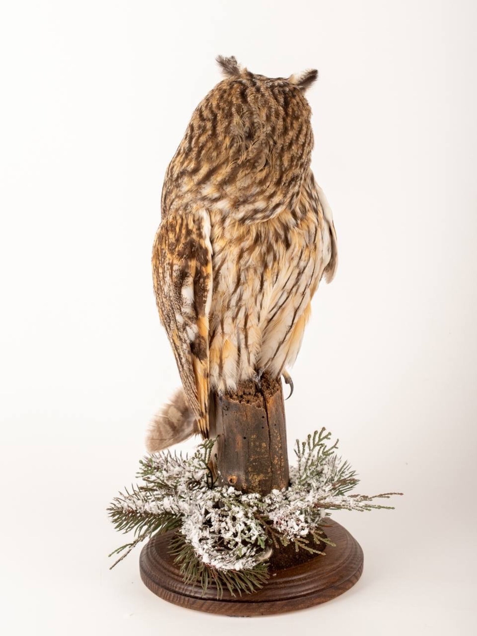 Stuffed European OWL Taxidermy Owl Asio Otus Bird Scarecrow Standing ...