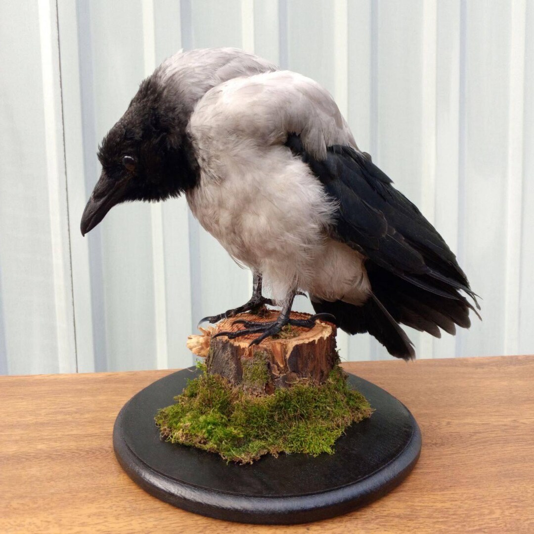 Stuffed Raven, Crow (raven) Taxidermy Crow (raven)! Taxidermy Gray Crow ...