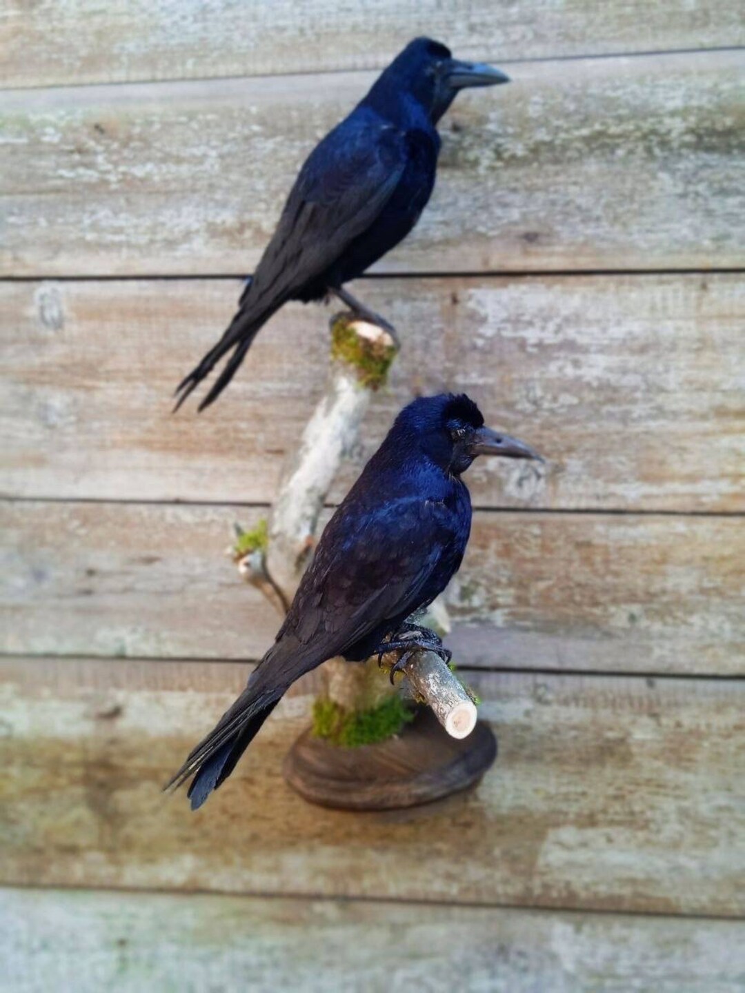 Real Bird Set 2 Rook Bird (corvus Frugilegus) Taxidermy Standing Mount ...