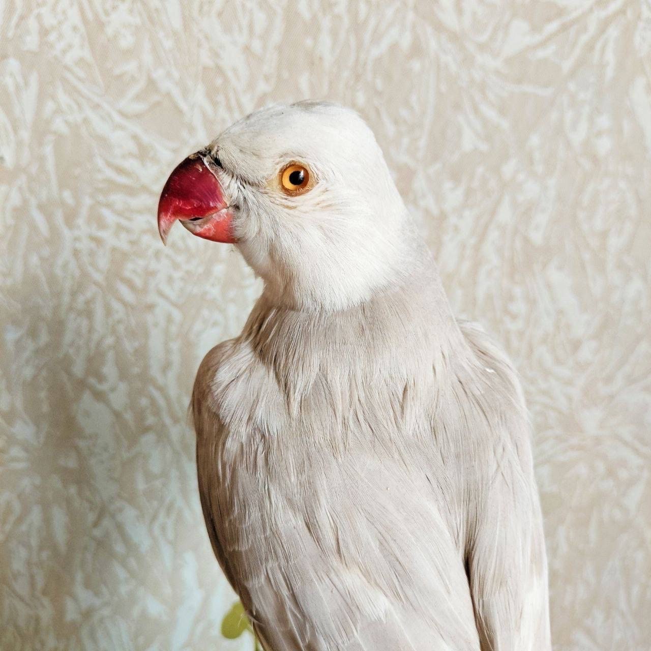 White Indian Ringneck Parrot psittacula Krameri Taxidermy Stand Mount ...