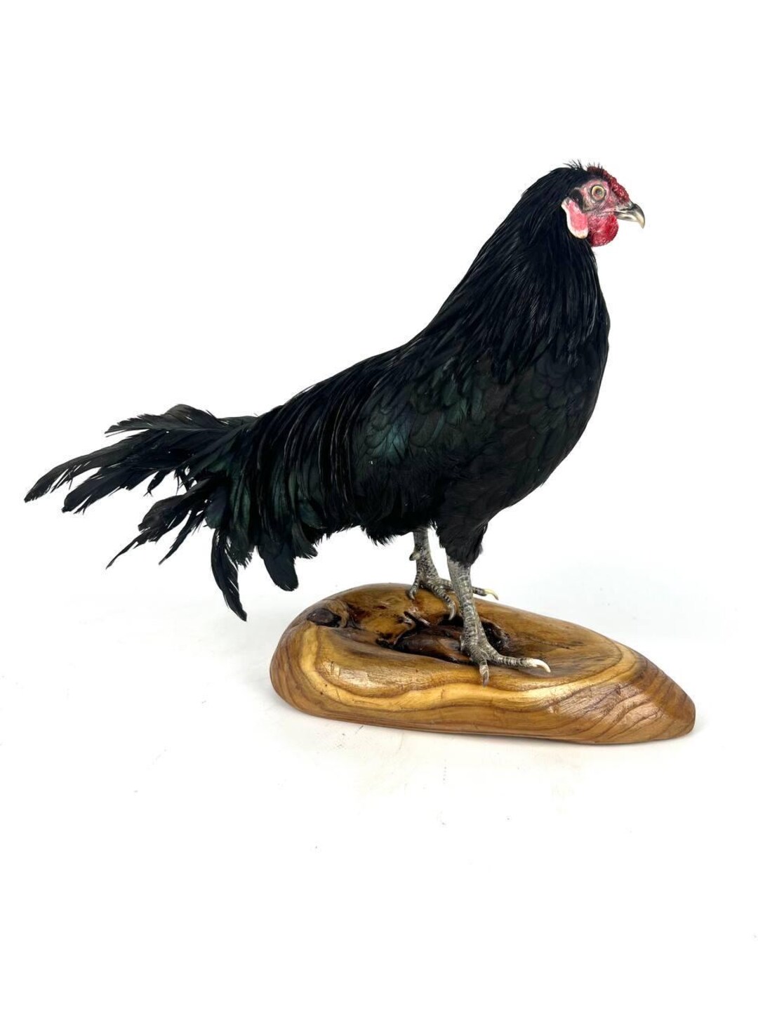 Bantam Rooster Chicken Taxidermy Stand Mount. Stuffed Chicken. Home ...