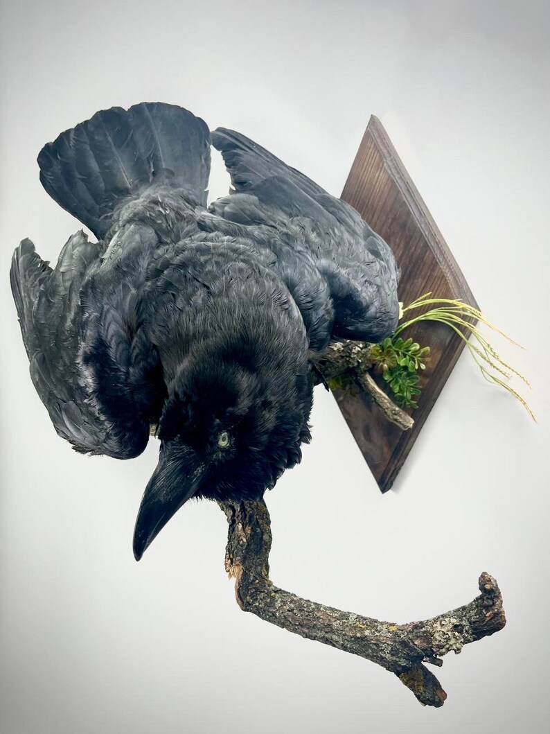 Raven Taxidermy Bird Real Stuffed Mount Animal Gothic Tattoo Driftwood ...