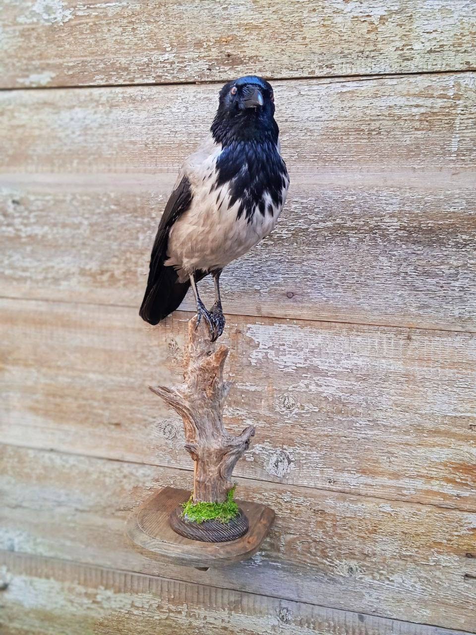 Stuffed Raven, Crow raven Taxidermy Crow raven Taxidermy Gray Crow ...