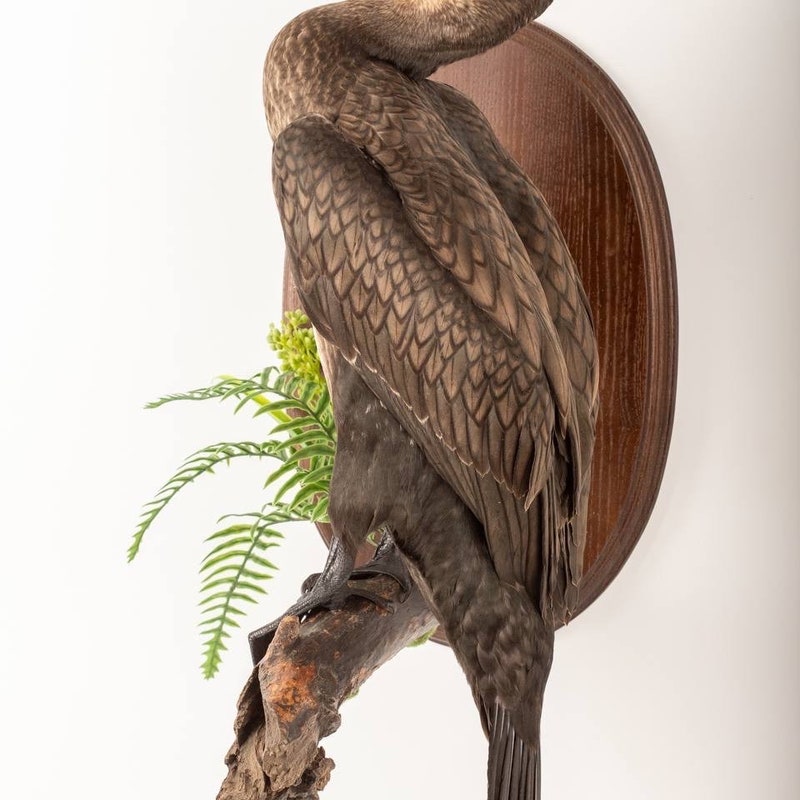 Stuffed Animal Wall Mount - Etsy