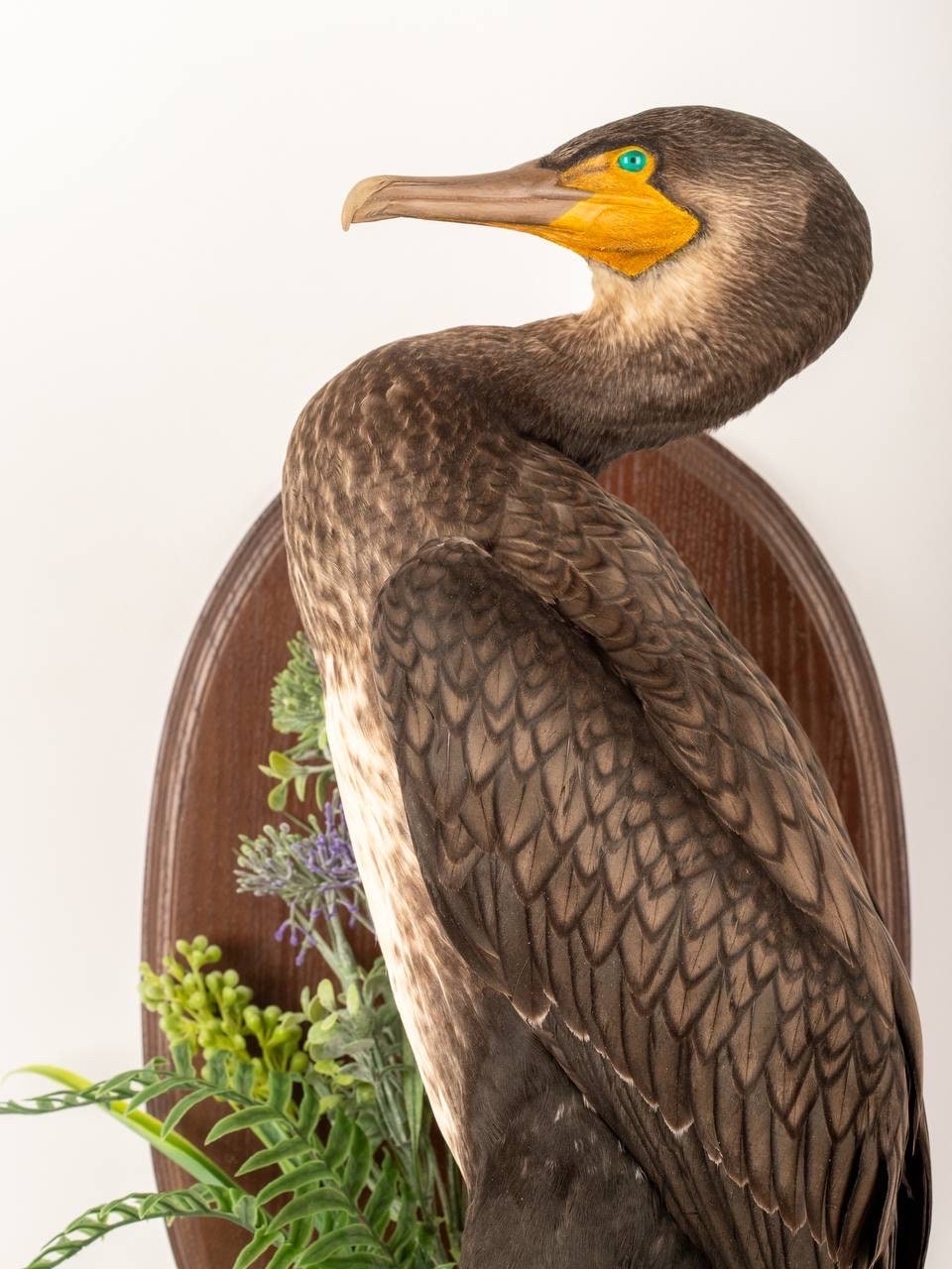 Stuffed Cormorant Taxidermy Nice Bird CORMORANT Excellent Composition ...