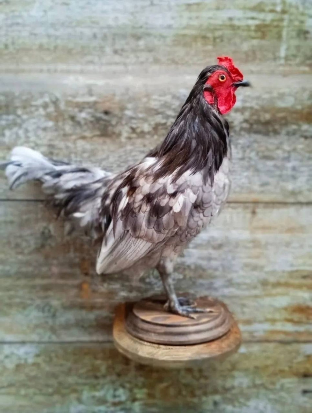 Bantam Chicken Hen Rooster Taxidermy Stand Mount. Stuffed Chicken. Home ...