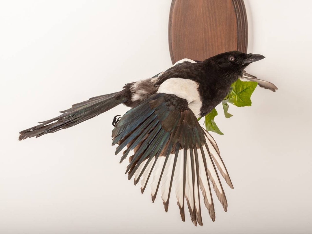Taxidermy Magpie Bird Crow Real Wall Mounted 6 Stuffed Pica - Etsy