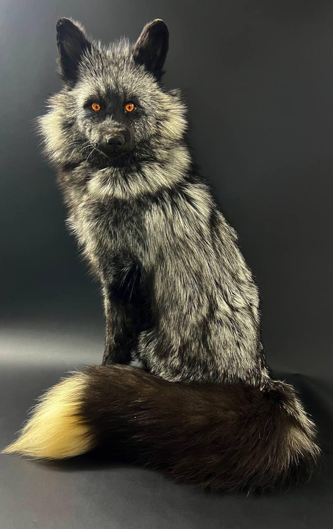 Taxidermy Animal Silver Fox (vulpes Vulpes) Taxidermy Stand Mount Real ...