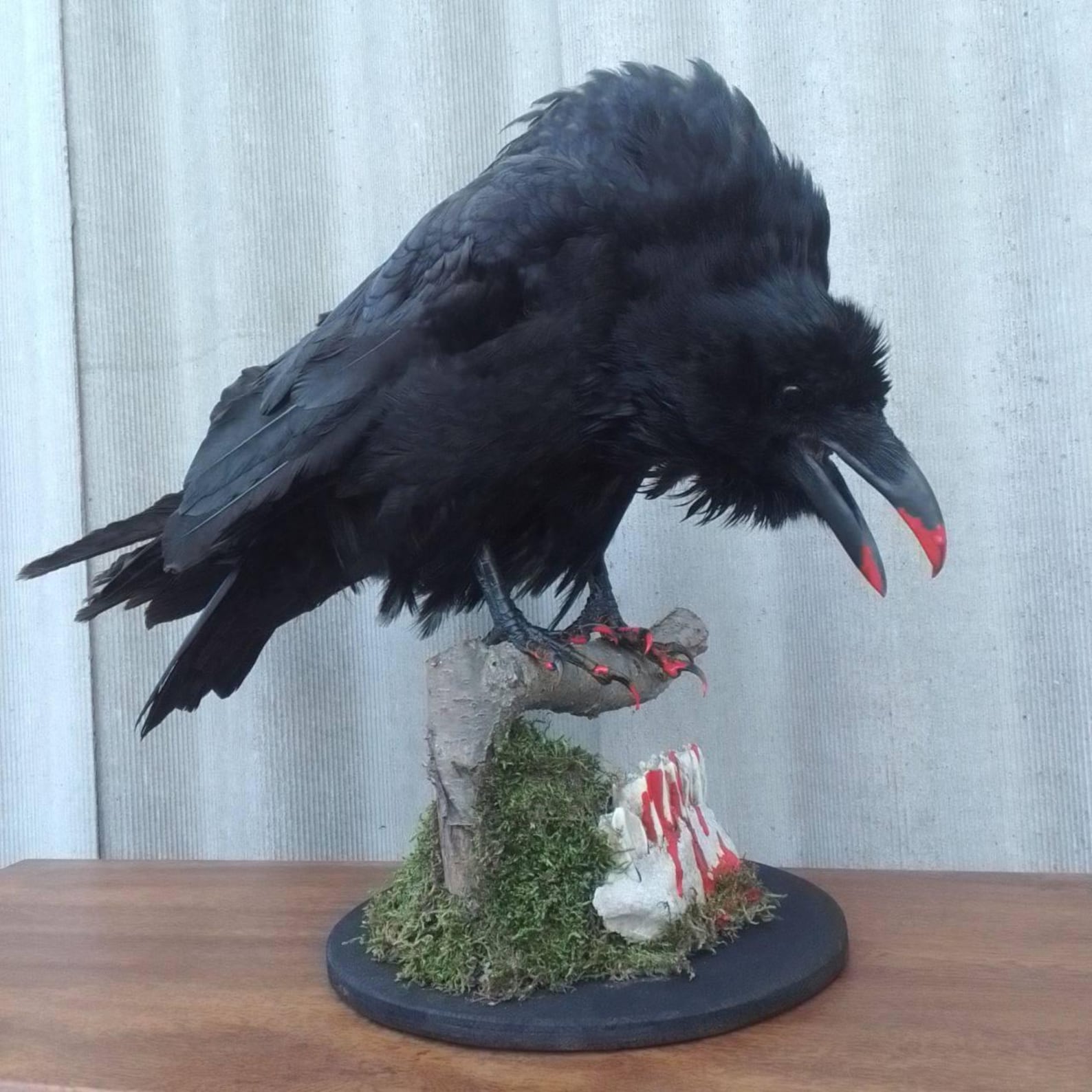 Raven Taxidermy Bird Real Stuffed Mount Animal Gothic Tattoo Driftwood ...
