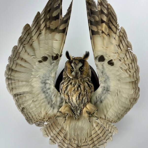 Taxidermy Owl - Etsy