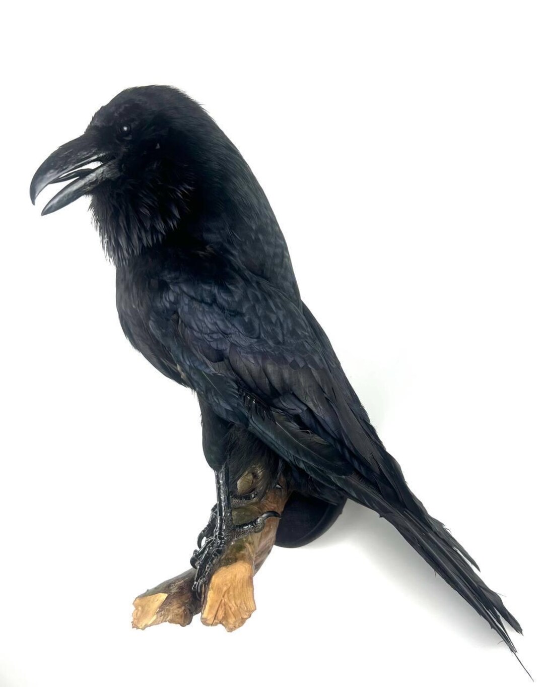 Raven Taxidermy Bird Real Stuffed Mount Animal Gothic Tattoo Driftwood ...