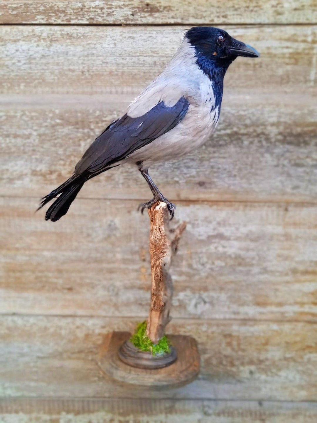 Stuffed Raven, Crow raven Taxidermy Crow raven Taxidermy Gray Crow ...