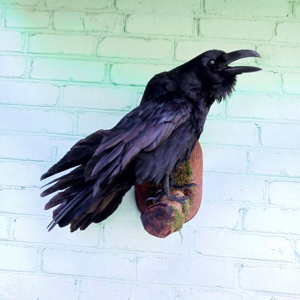 Stuffed Crow - Etsy