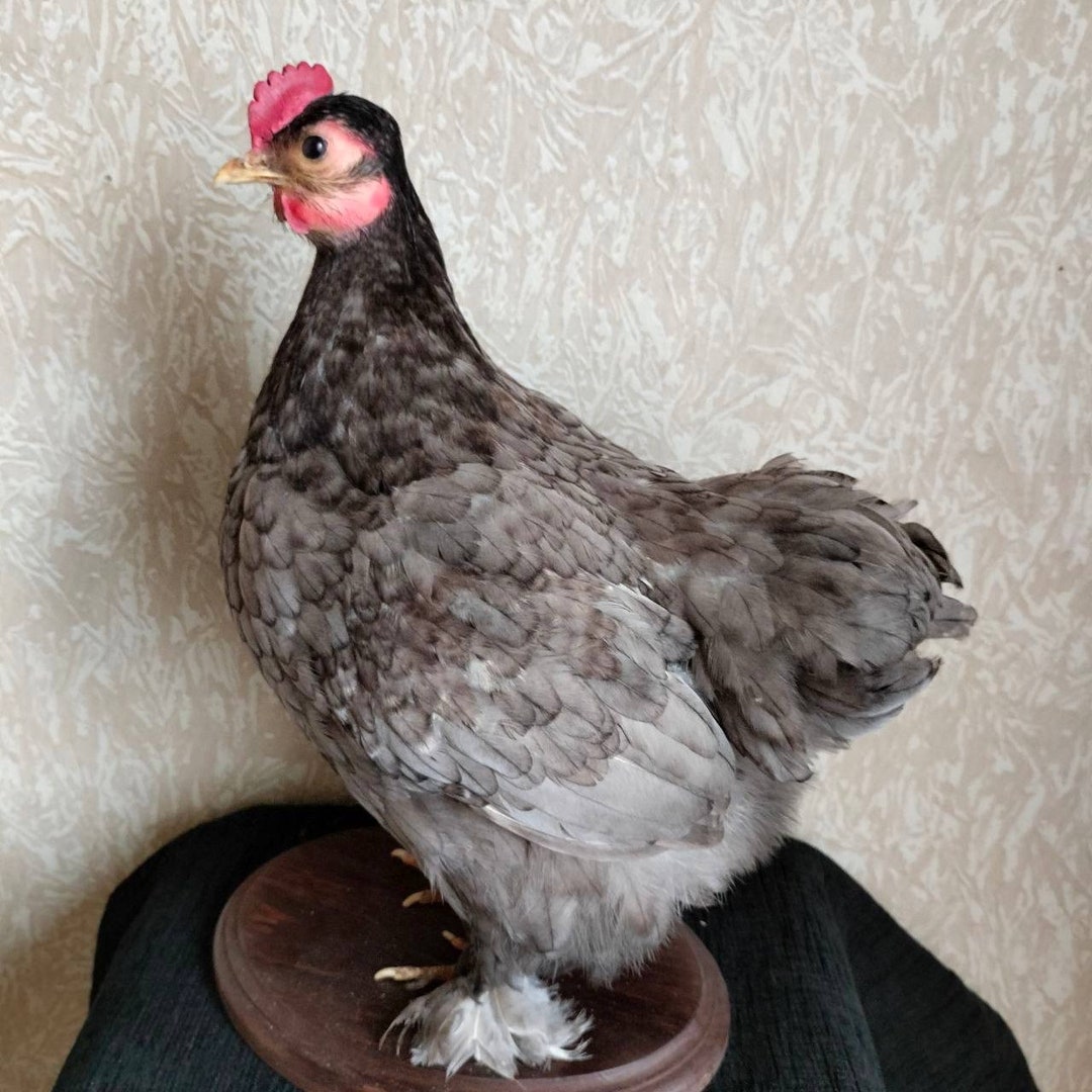 Cochin Bantam Hen Rooster Chicken Taxidermy Stand Mount Decor Bird - Etsy