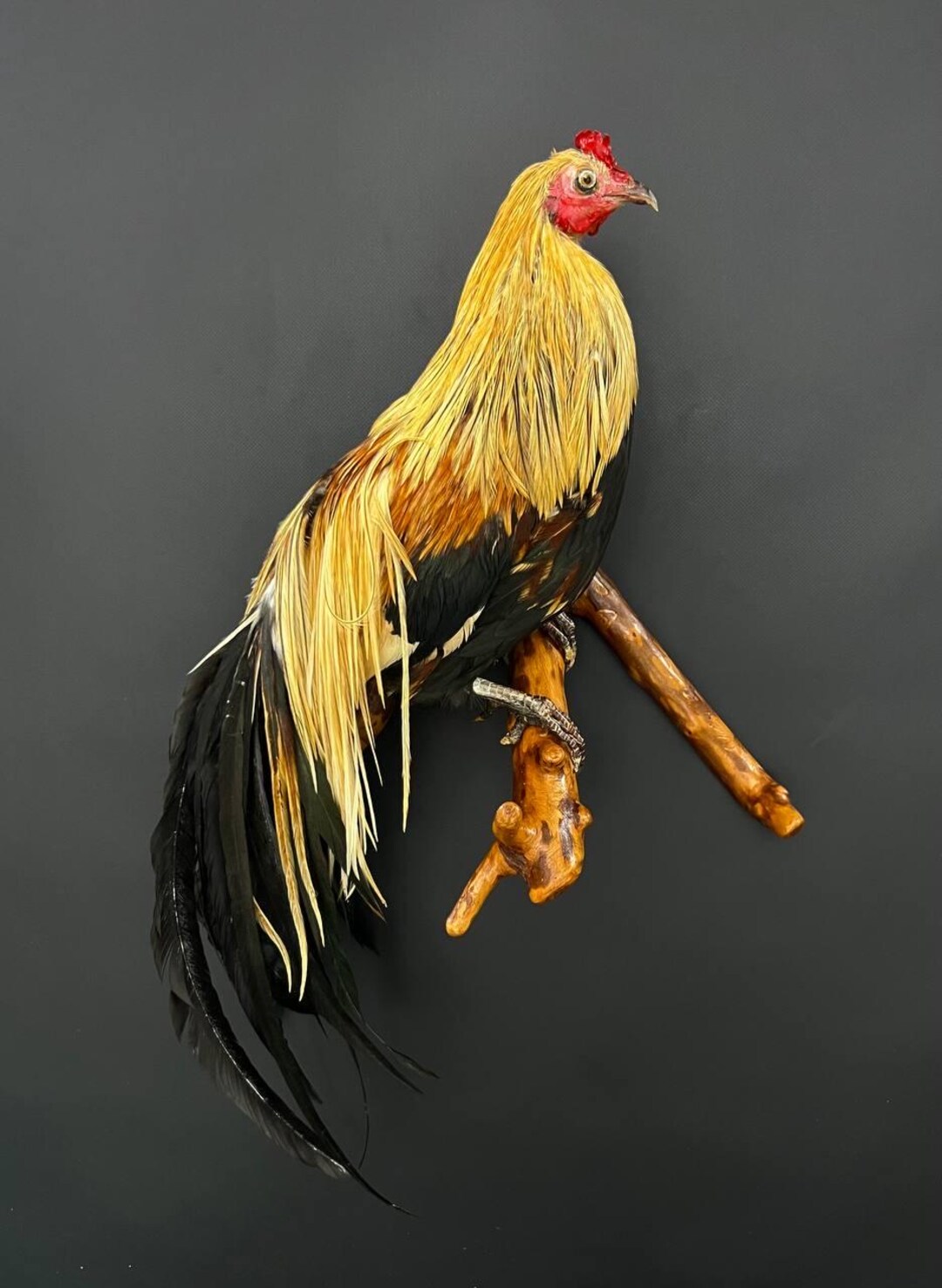 Phoenix Rooster Chicken Taxidermy Wall Mount. Stuffed Bird. Decor Home ...