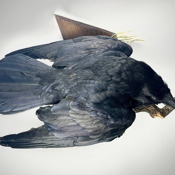 Stuffed Crow - Etsy