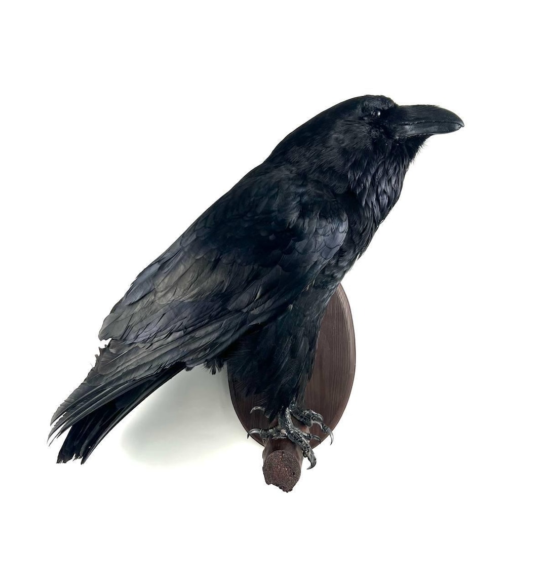 Raven Taxidermy Bird Real Stuffed Mount Animal Gothic Tattoo Driftwood ...