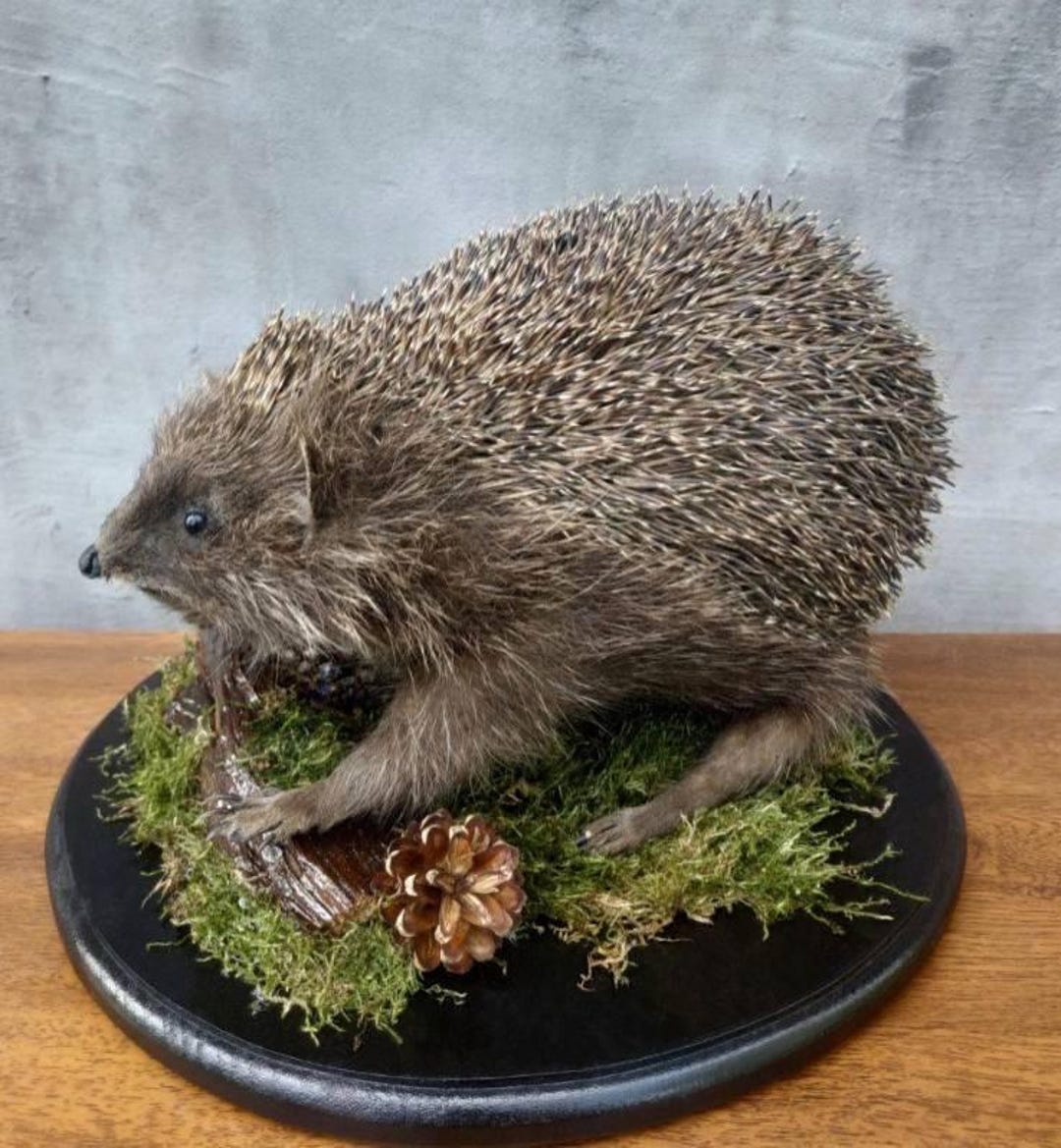 European Hedgehog (erinaceus Europaeus) Taxidermy Stand Mount Home ...