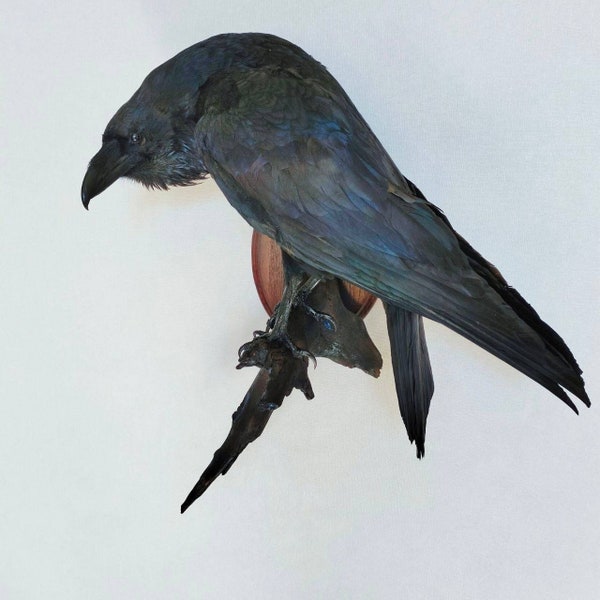 Stuffed Crow - Etsy