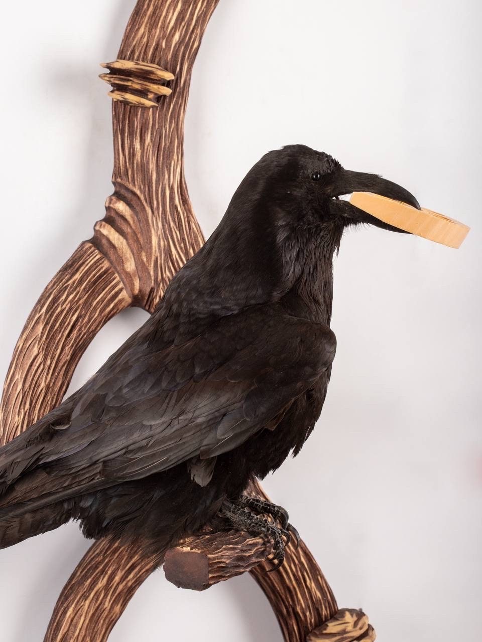 Raven Taxidermy Bird Real Stuffed Mount Animal Gothic Tattoo Driftwood ...