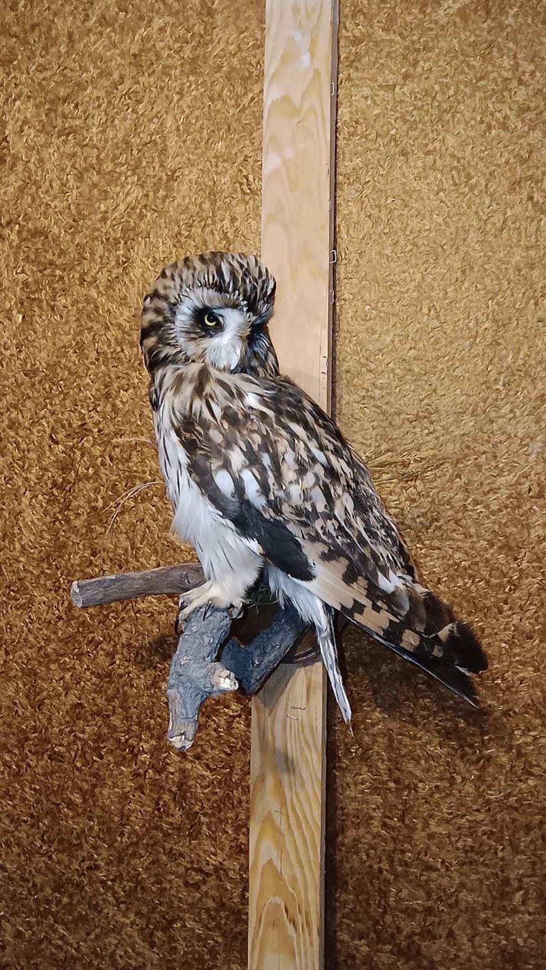 Taxidermy Composition Owl. Stuffed Asio Flammeus. Taxidermy Owl Wall ...