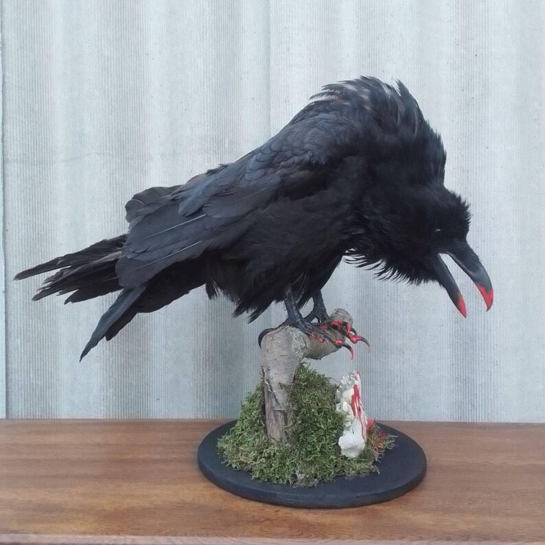 Raven Taxidermy Bird Real Stuffed Mount Animal Gothic Tattoo Driftwood ...