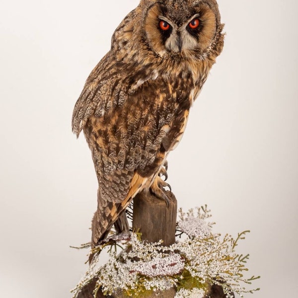 Taxidermy Owl - Etsy