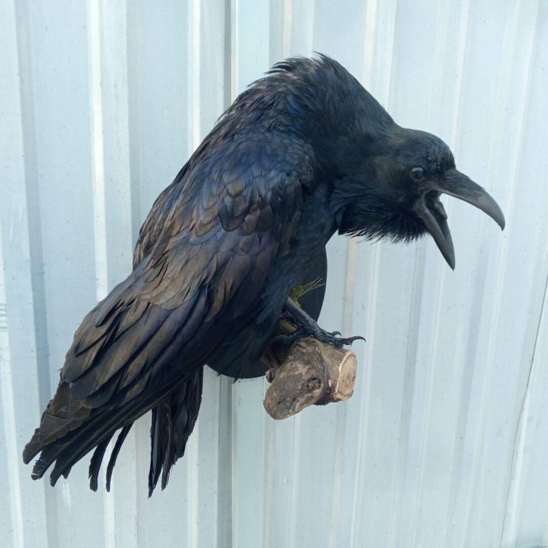 Raven Taxidermy Bird Real Stuffed Mount Animal Gothic Tattoo Driftwood ...