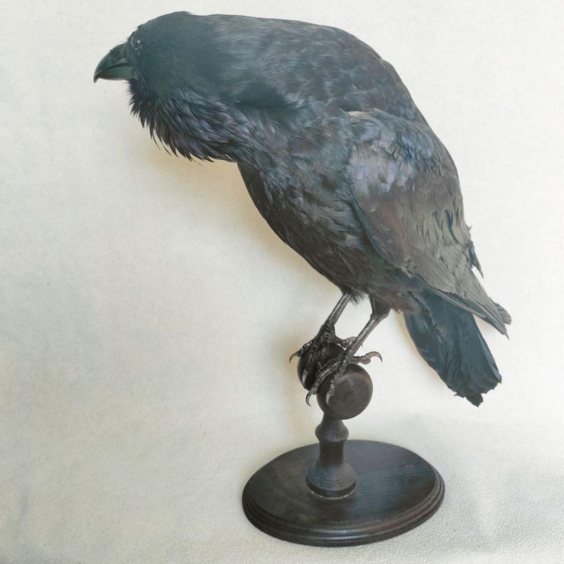 Raven Taxidermy Bird Real Stuffed Mount Animal Gothic Tattoo Driftwood ...