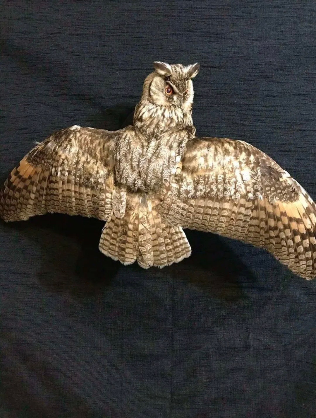 Taxidermy Mounts Long Ear OWL Real Bird Mount Stuffed Owl - Etsy