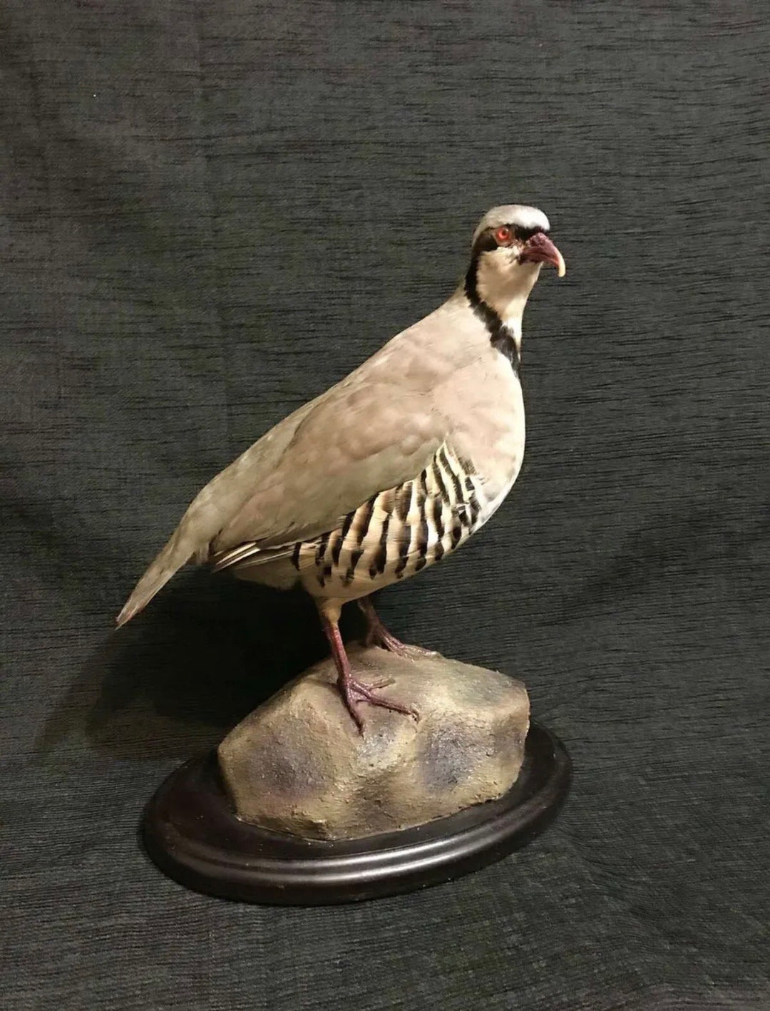 Stuffed Chukar Partridge alectoris Chukar Taxidermy Stand Mount. With ...