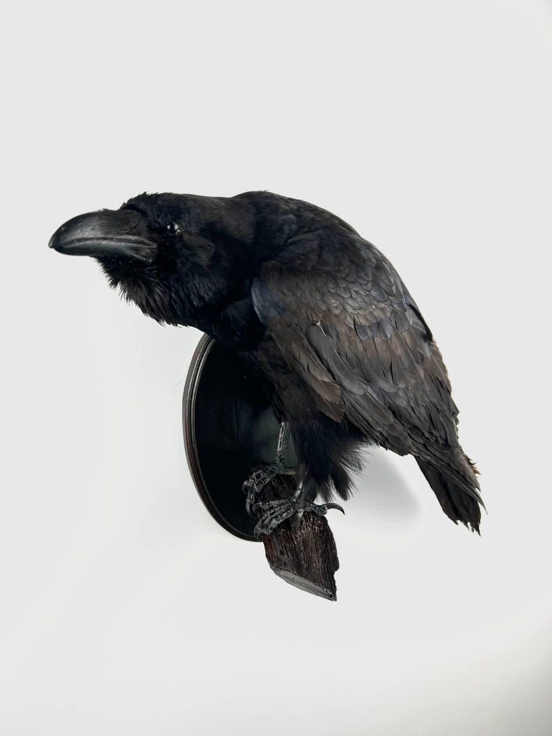 Raven Taxidermy Bird Real Stuffed Mount Animal Gothic Tattoo Driftwood ...