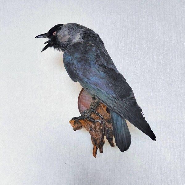 Jackdaw - Etsy