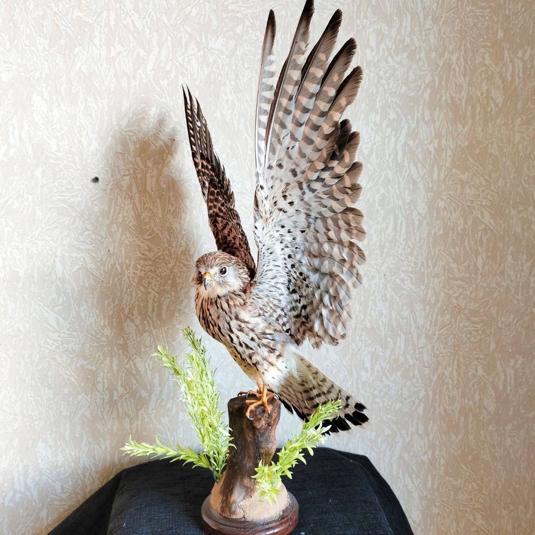 Taxidermy Bird KESTREL Real Bird Stuffed Falco Tinnunculus Taxidermy ...