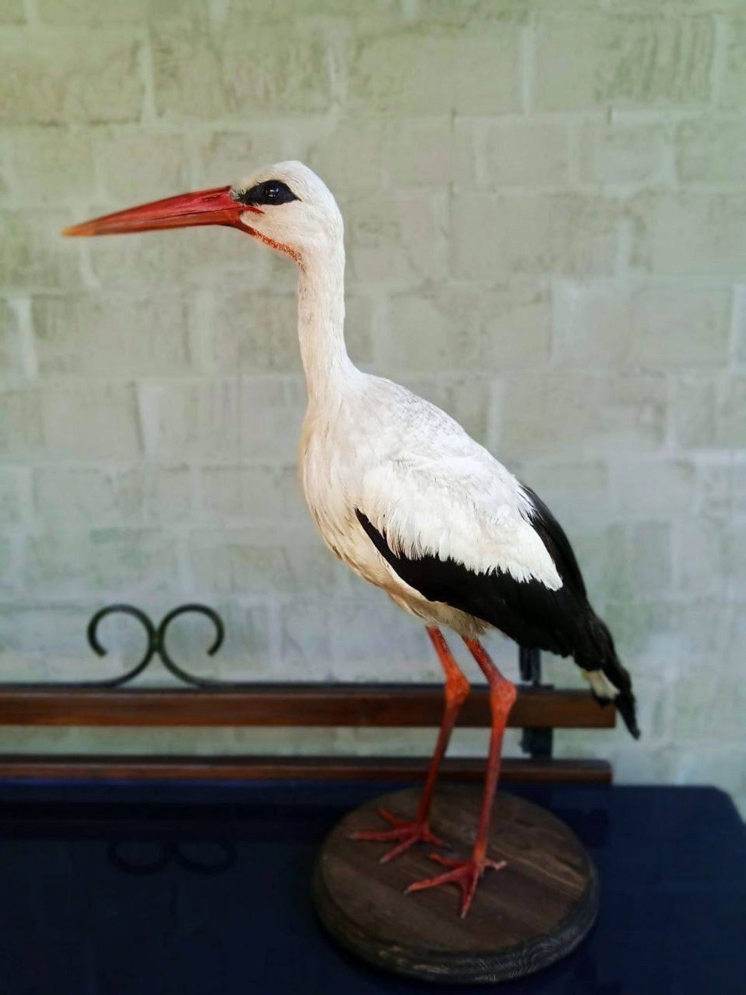 Taxidermy White Stork (ciconia Ciconia) Bird Stuffed Stork. Home Decor ...
