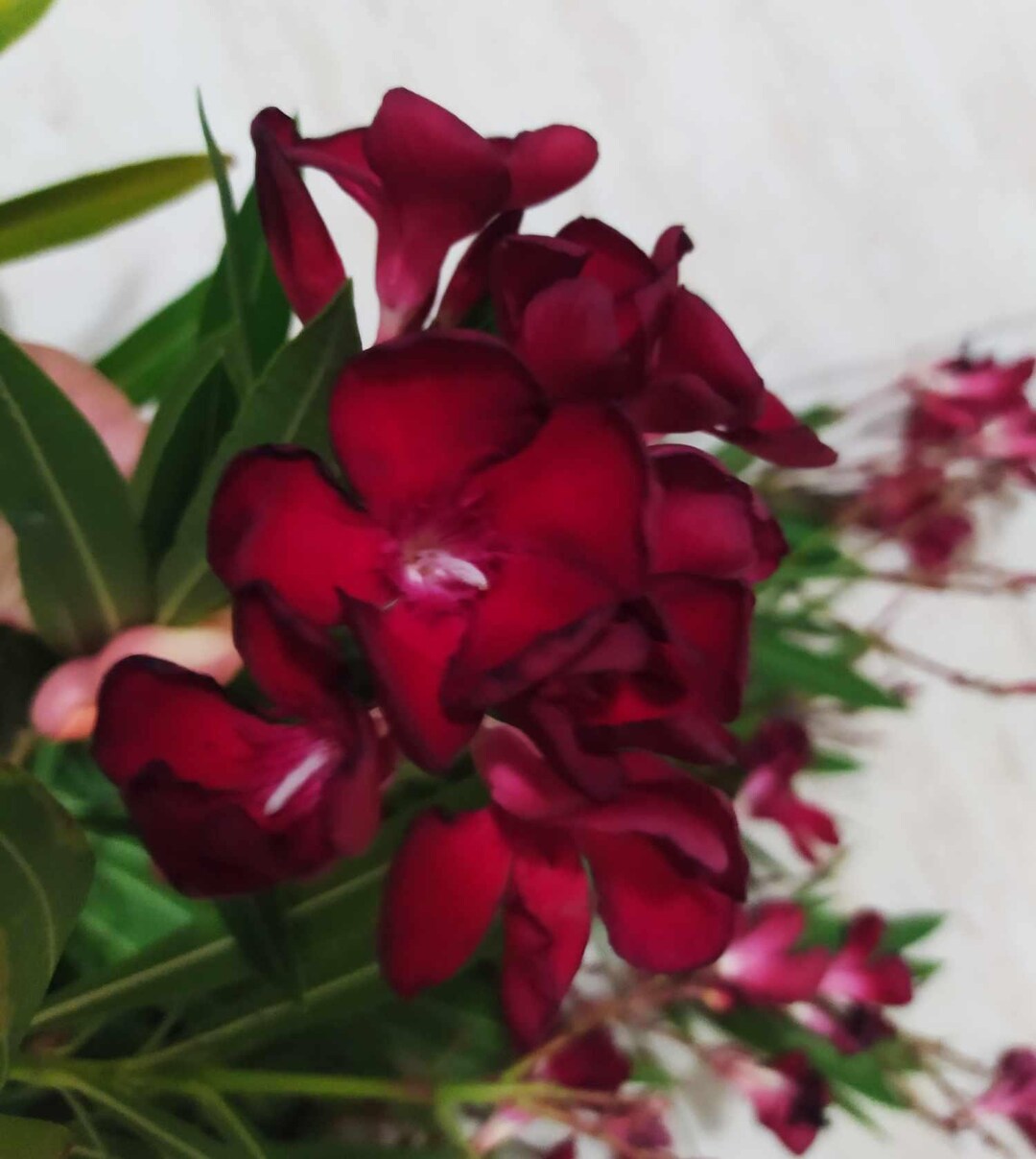 Nerium oleander Velvet Red, getopfte Pflanze - Etsy.de