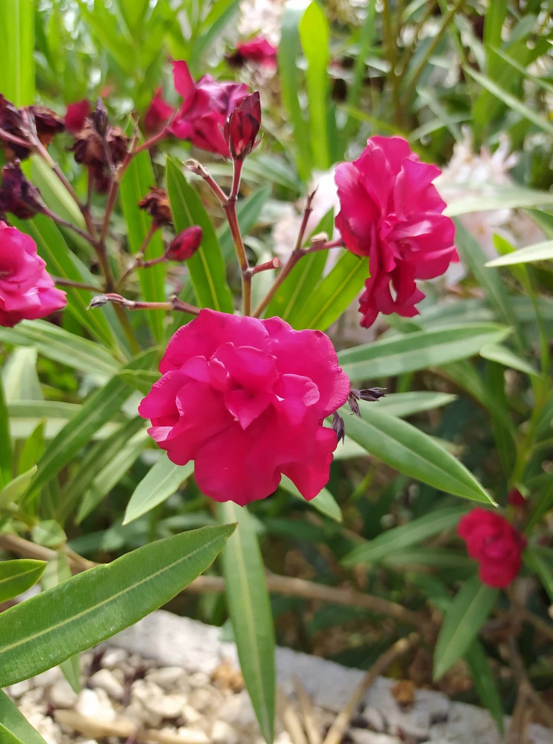 Nerium oleander Dubbel rood, 3 x wortelloze stekken - Etsy Nederland