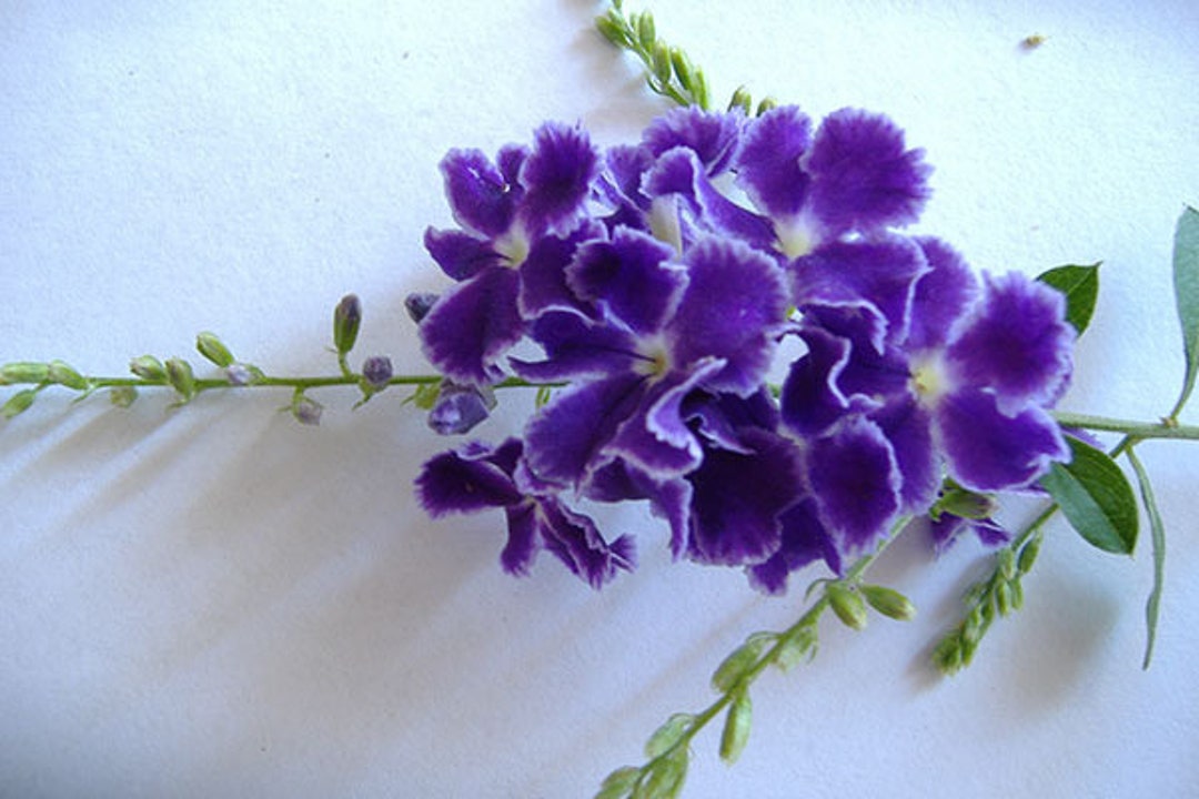 Duranta erecta blue,plant - Etsy España