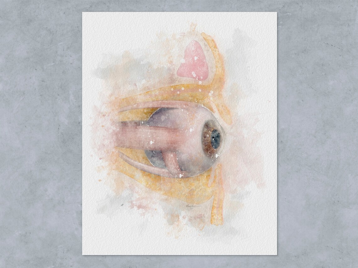 Eye Anatomy Art Print, Periorbital Cross-section Watercolor Style ...
