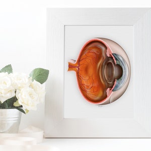 Eye Anatomy Art Print, Eyeball Cross Section Wall Art, Eye Doctor Gift ...