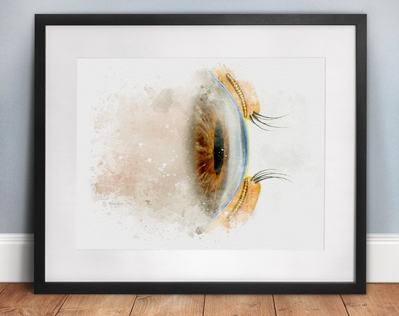 Eye Anatomy Art Print Eyelid Cross-section Watercolor Style | Etsy